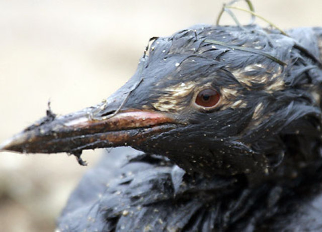 Cronologia de marés negras no Mundo timeline | Timetoast timelines