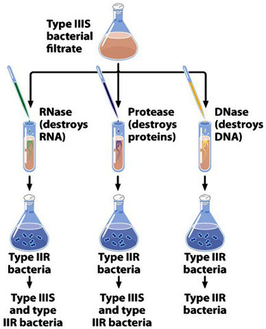 DNA Timeline | Timetoast timelines
