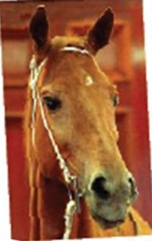 Phar Lap timeline | Timetoast timelines