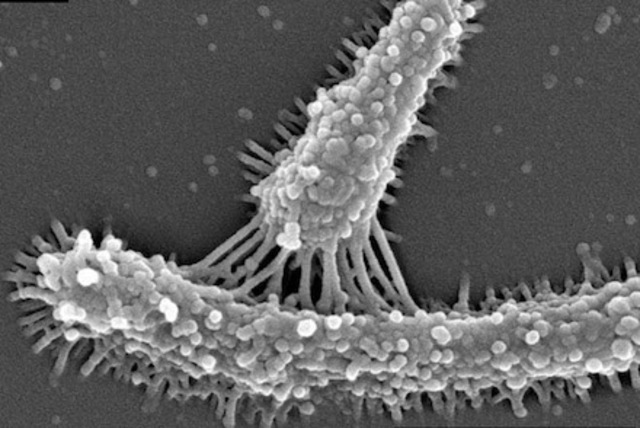 The earth's history timeline | Timetoast timelines