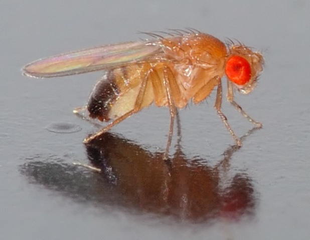 History of DNA timeline | Timetoast timelines