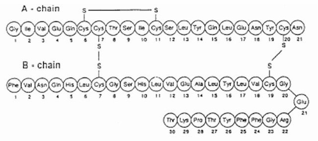 History of Insulin timeline | Timetoast timelines