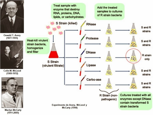 Los principales acontecimientos del DNA timeline | Timetoast timelines