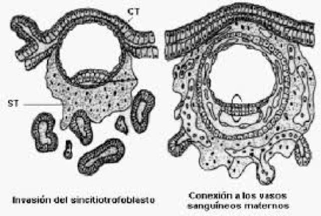 Ontogénesis timeline | Timetoast timelines