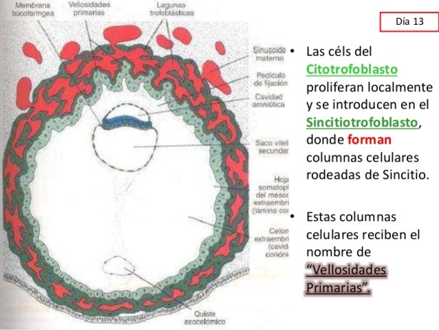 Ontogénesis timeline | Timetoast timelines