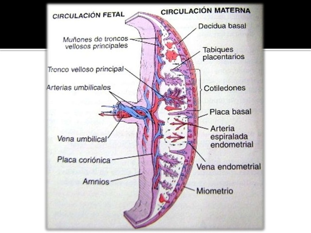 Ontogénesis timeline | Timetoast timelines