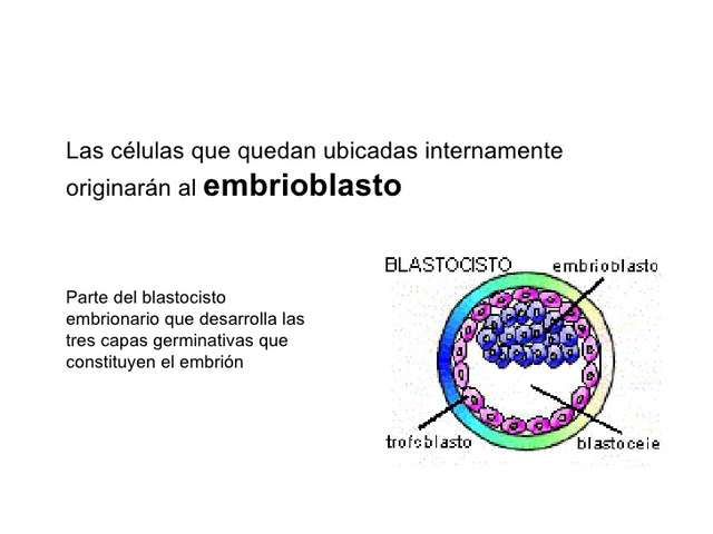 Ontogénesis timeline | Timetoast timelines