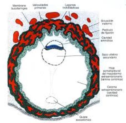 Ontogénesis timeline | Timetoast timelines