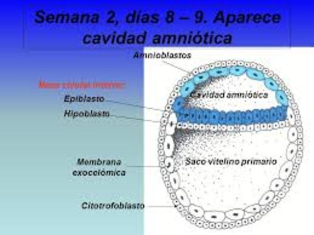 Ontogénesis timeline | Timetoast timelines