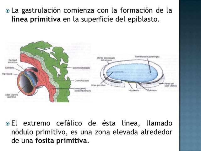 Ontogénesis timeline | Timetoast timelines