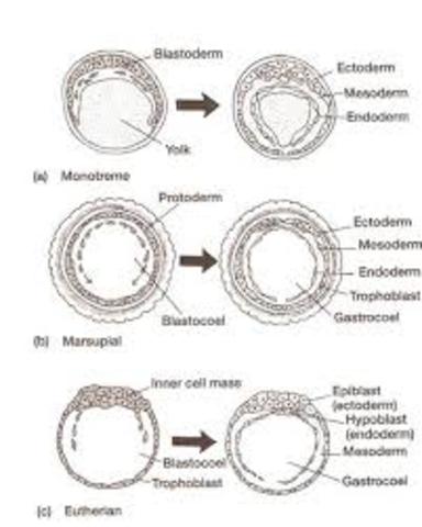Ontogénesis timeline | Timetoast timelines