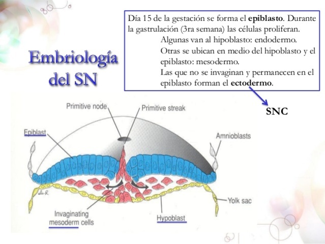 Ontogénesis timeline | Timetoast timelines