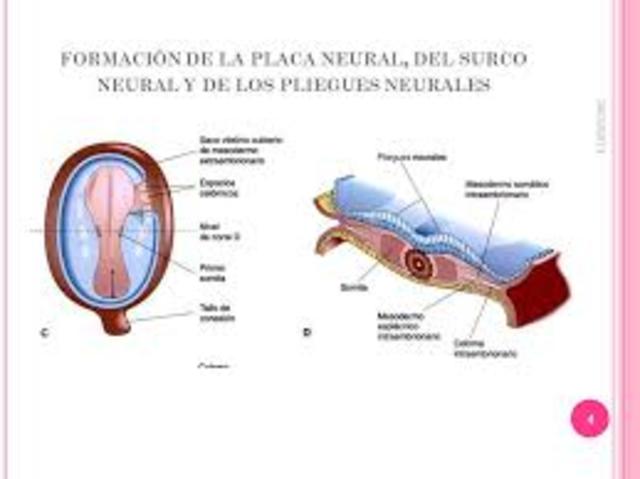 Ontogénesis timeline | Timetoast timelines