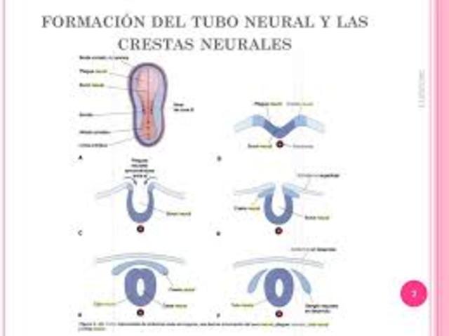 Ontogénesis timeline | Timetoast timelines