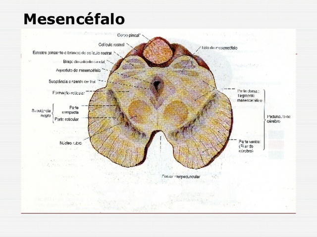 Ontogénesis timeline | Timetoast timelines