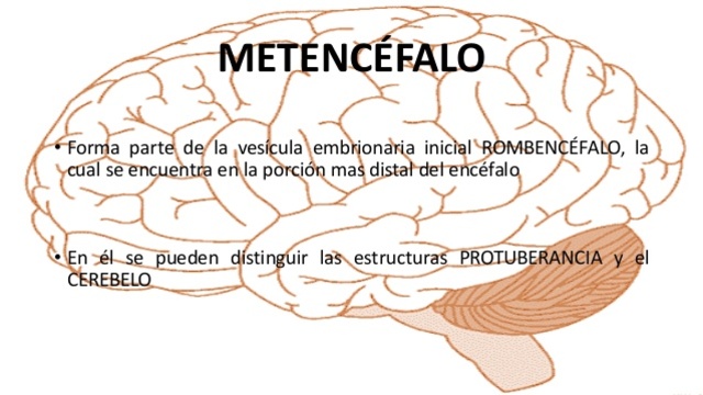 Ontogénesis timeline | Timetoast timelines