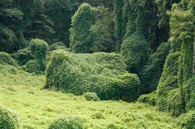Kudzu Takes Over- Ms.Adams timeline | Timetoast timelines