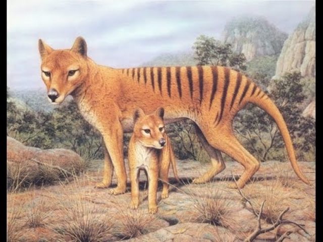 animales extintos timeline | Timetoast timelines