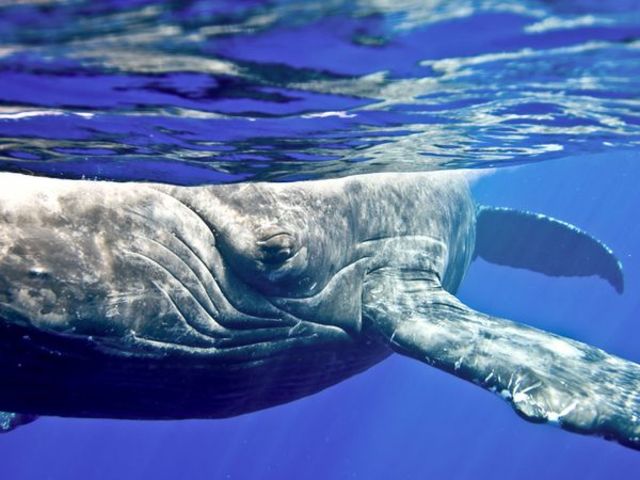 History of Underwater Photography timeline | Timetoast timelines