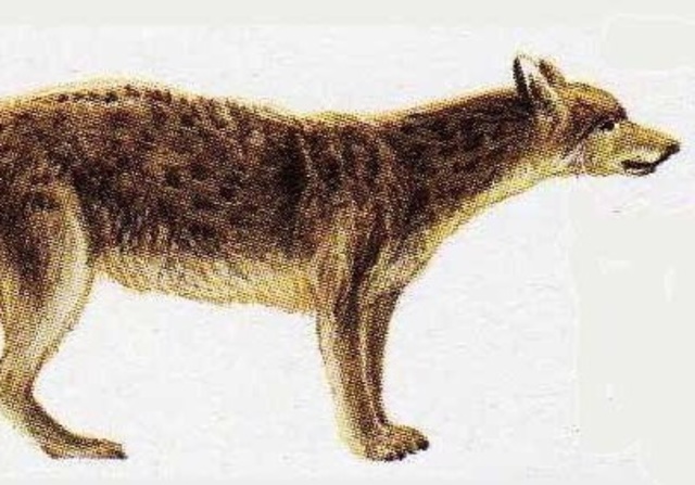 The Evolution of German Shepherds (Canis Lupus Familiaris) timeline ...