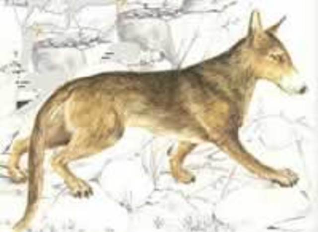 La Evolución del perro timeline | Timetoast timelines