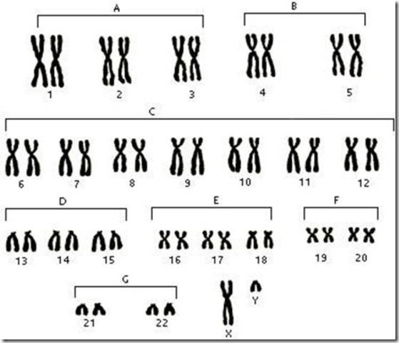 Principales acontecimientos en torno a los descubrimientos sobre el ADN ...