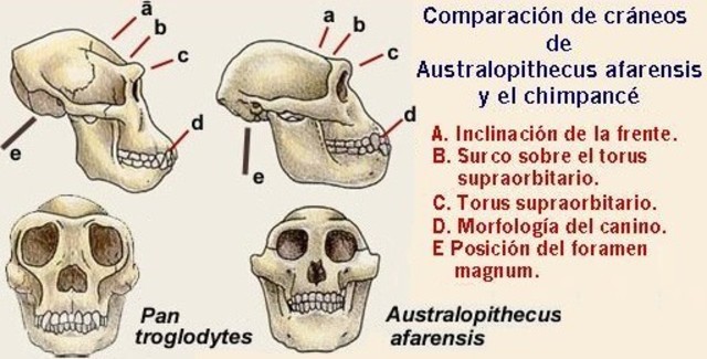 Morfología Craneal y Capacidad Cerebral. Ana Lucía Rodríguez Pineda ...