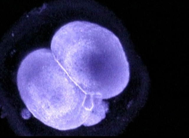 DESARROLLO EMBRIONARIO HUMANO timeline | Timetoast timelines