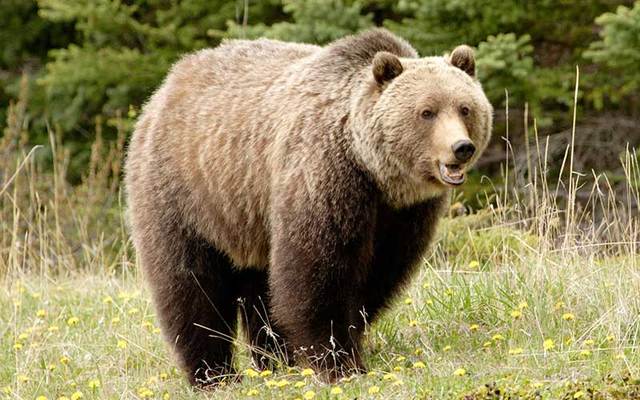 Animales extintos timeline | Timetoast timelines