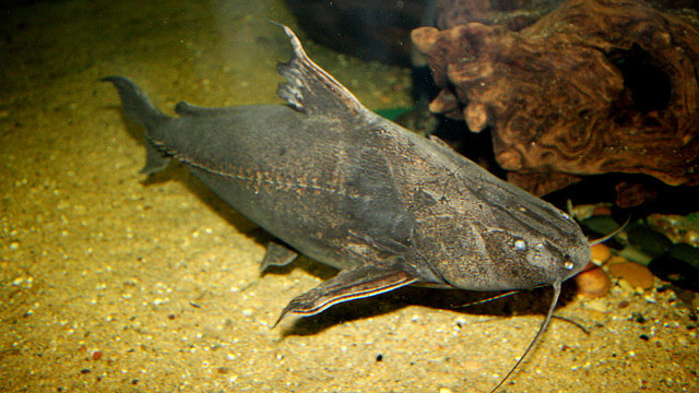 Jacob Willman- Armored Catfish timeline | Timetoast timelines