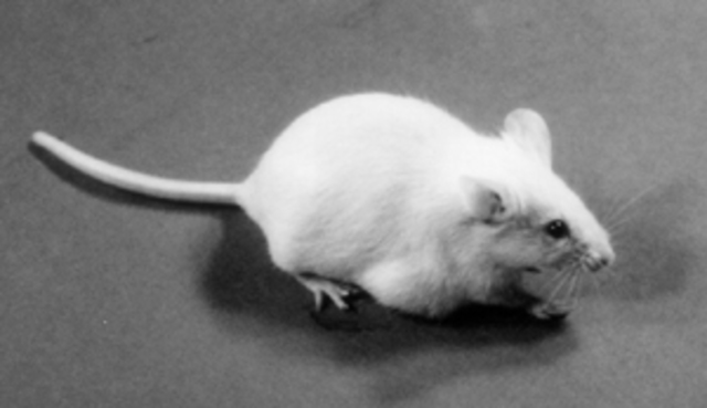 The history of Biotechnology (Valentina Modolo) timeline | Timetoast ...