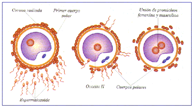 Fecundación y desarrollo embrionario. timeline | Timetoast timelines