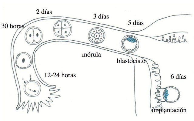 Fecundación y desarrollo embrionario. timeline | Timetoast timelines