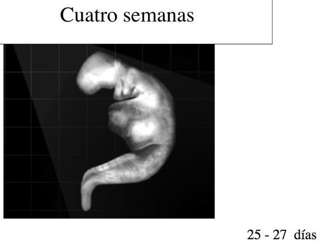Fecundación y desarrollo embrionario. timeline | Timetoast timelines