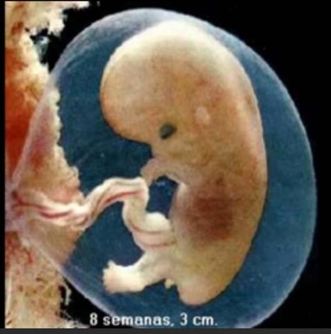 Fecundación y desarrollo embrionario. timeline | Timetoast timelines