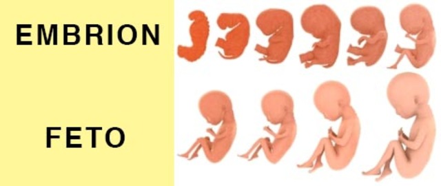 Fecundación y desarrollo embrionario. timeline | Timetoast timelines