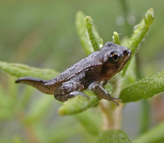 Lifecycle of a Frog timeline | Timetoast timelines