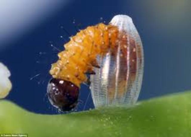 Example Life Cycle of a Butterfly timeline | Timetoast timelines