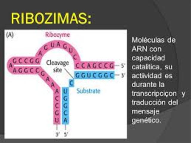 Historia y evolución de la Bioquímica timeline | Timetoast timelines
