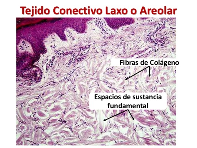 tejido conectivo laxo timeline | Timetoast timelines