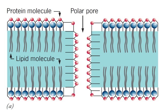 Membrana Plasmatica timeline | Timetoast timelines