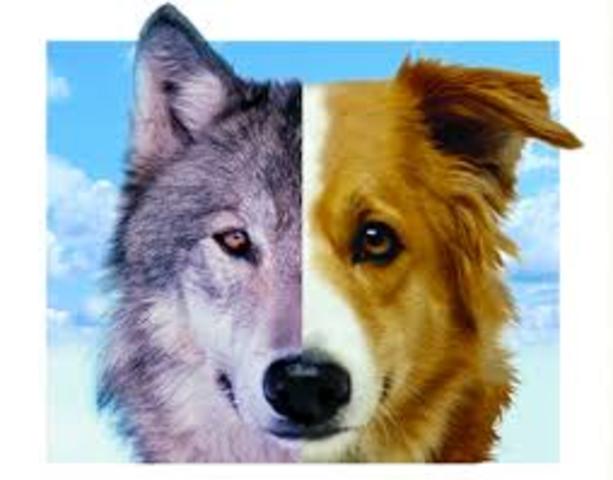 Dog Timeline | Timetoast timelines