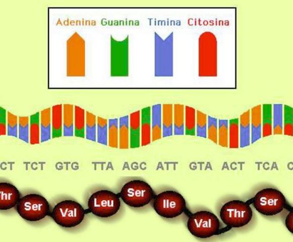 Línea del tiempo sobre la Historia de la Genética. timeline | Timetoast ...