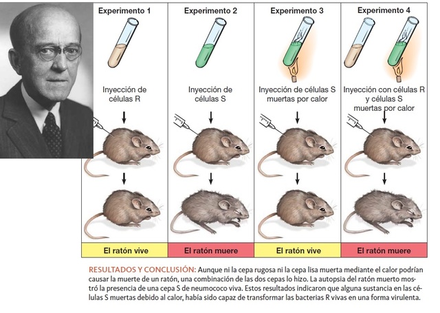 Historia de la Genética. timeline | Timetoast timelines