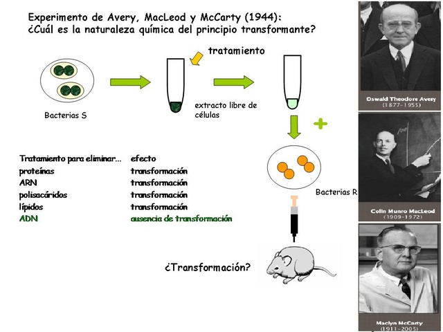 Historia de la Genética. timeline | Timetoast timelines