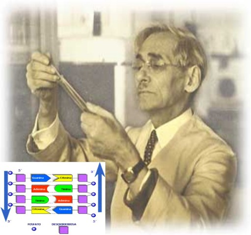 Linea de tiempo sobre genetica timeline | Timetoast timelines