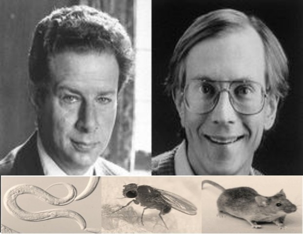 Linea de tiempo sobre genetica timeline | Timetoast timelines