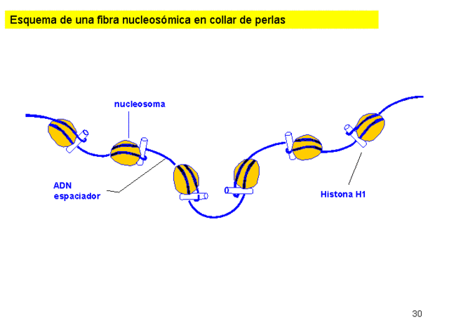 La Historia de la Genética timeline | Timetoast timelines