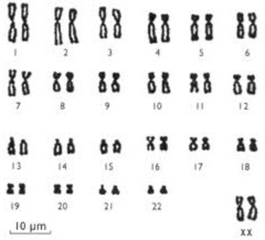 HISTORIA DE LA GENETICA timeline | Timetoast timelines