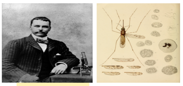 Historia de la Microbiología timeline | Timetoast timelines